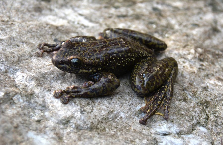 3 new Cascade frog species discovered in Arunachal Pradesh ...