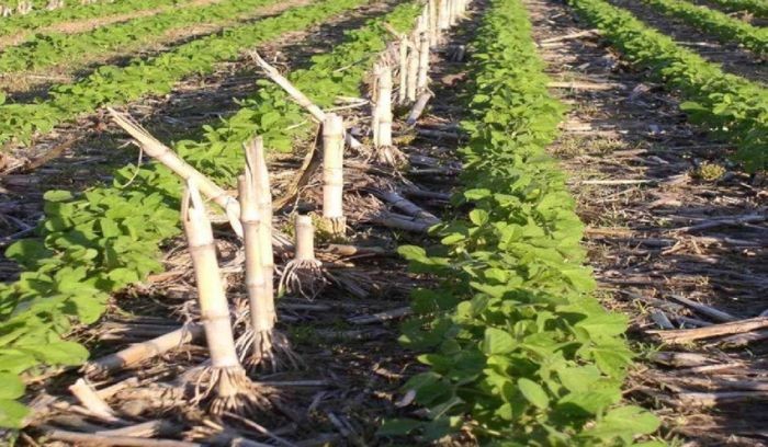 Zero tillage: A Resource Conserving Technology | MorungExpress ...