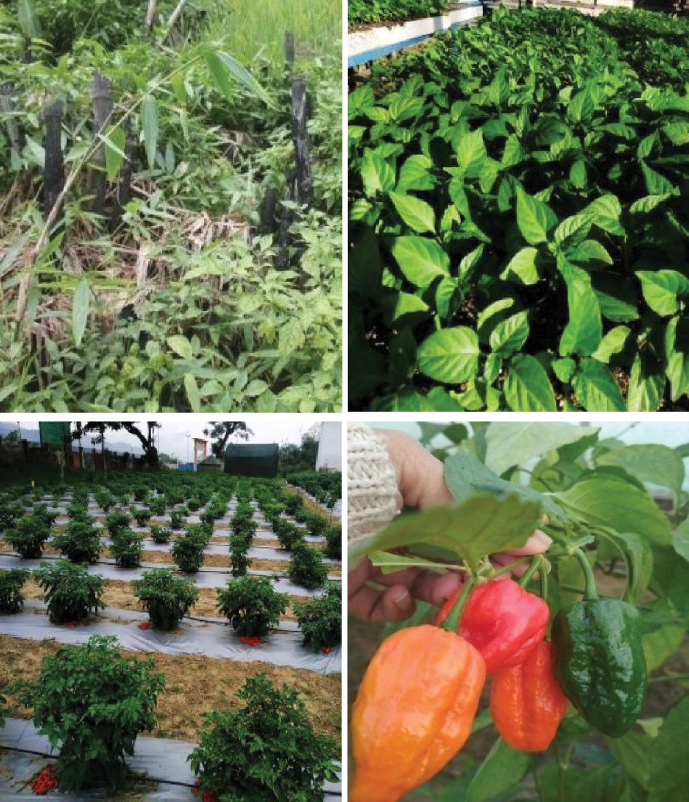 Growing Naga Mircha: Cultivation practices and production management ...