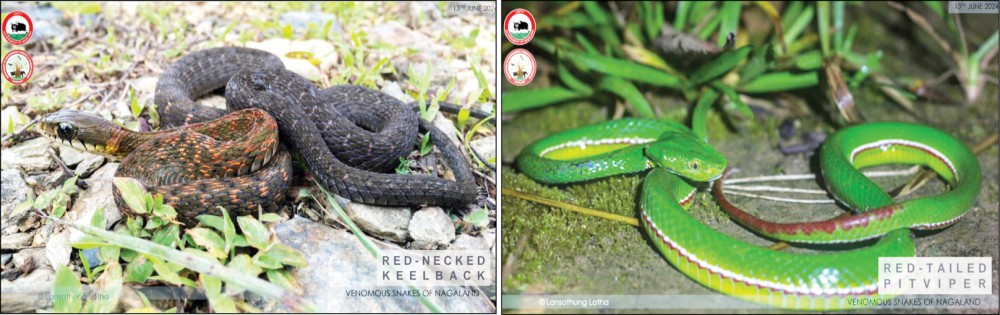 Snakebite emerging as a public health issue in Nagaland | MorungExpress ...