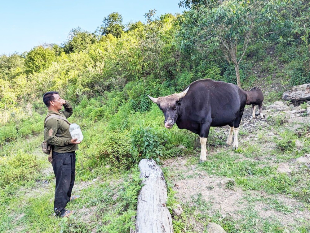 In Pangsha, Mithun rearing is more than a tradition — its survival ...