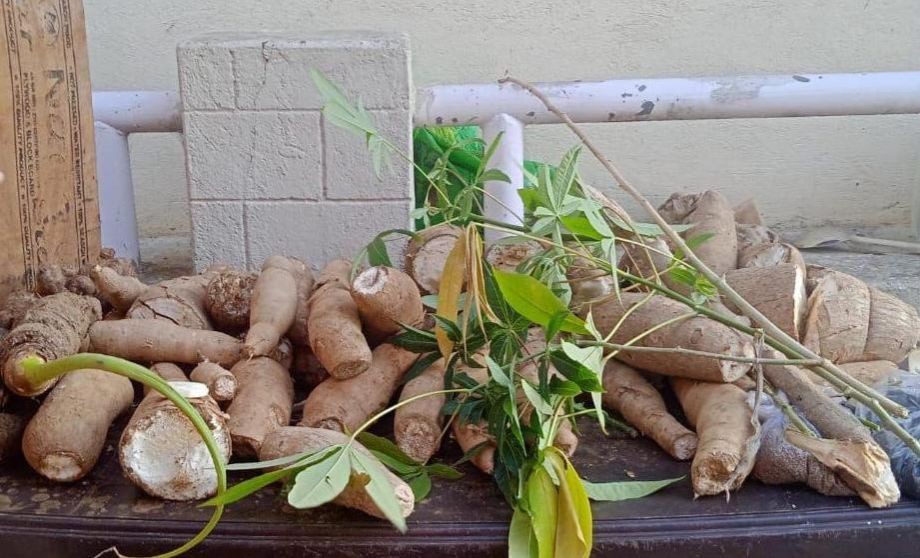 Nagaland is fourth highest tuber crop growing state in India ...