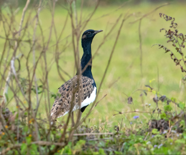 The Vanishing Dance of the Bengal Florican: A Call to Protect ...