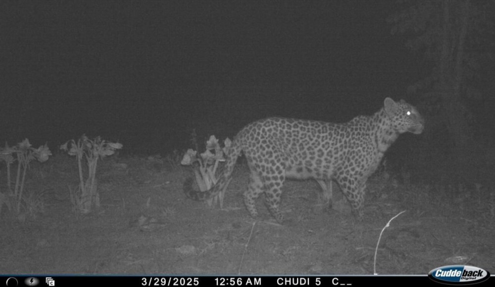 Leopard sighting near Chudi village prompts advisory from Forest Dept ...