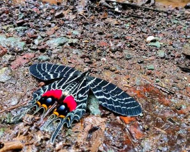 Protecting Nagaland’s wildlife through community conservation ...