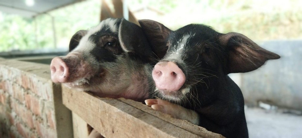 Nagaland Pig Breeding Policy - Part 1 | MorungExpress | morungexpress.com